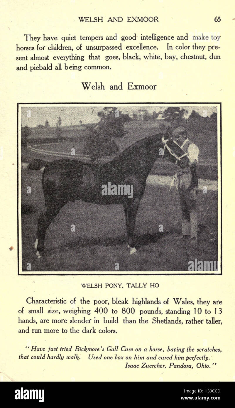 This page discusses the evolution of the modern horse, covering key ...