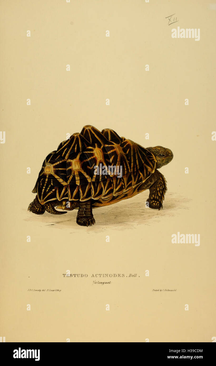 This work presents detailed illustrations and descriptions of tortoises ...