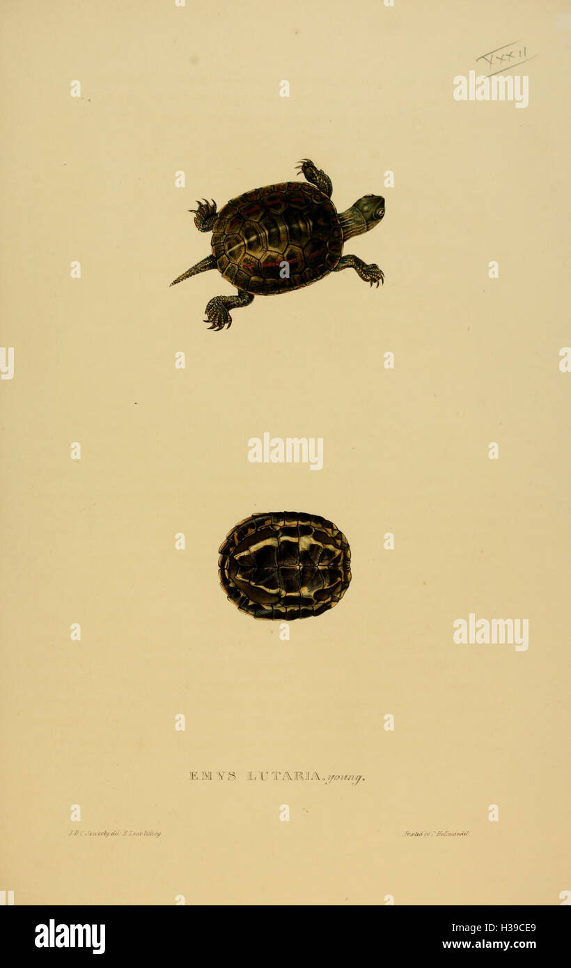 This plate illustrates various species of tortoises, terrapins, and ...