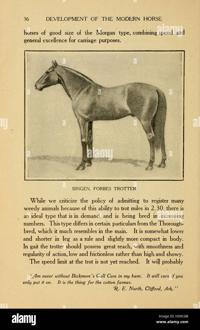 An examination of the evolution and development of the modern horse ...