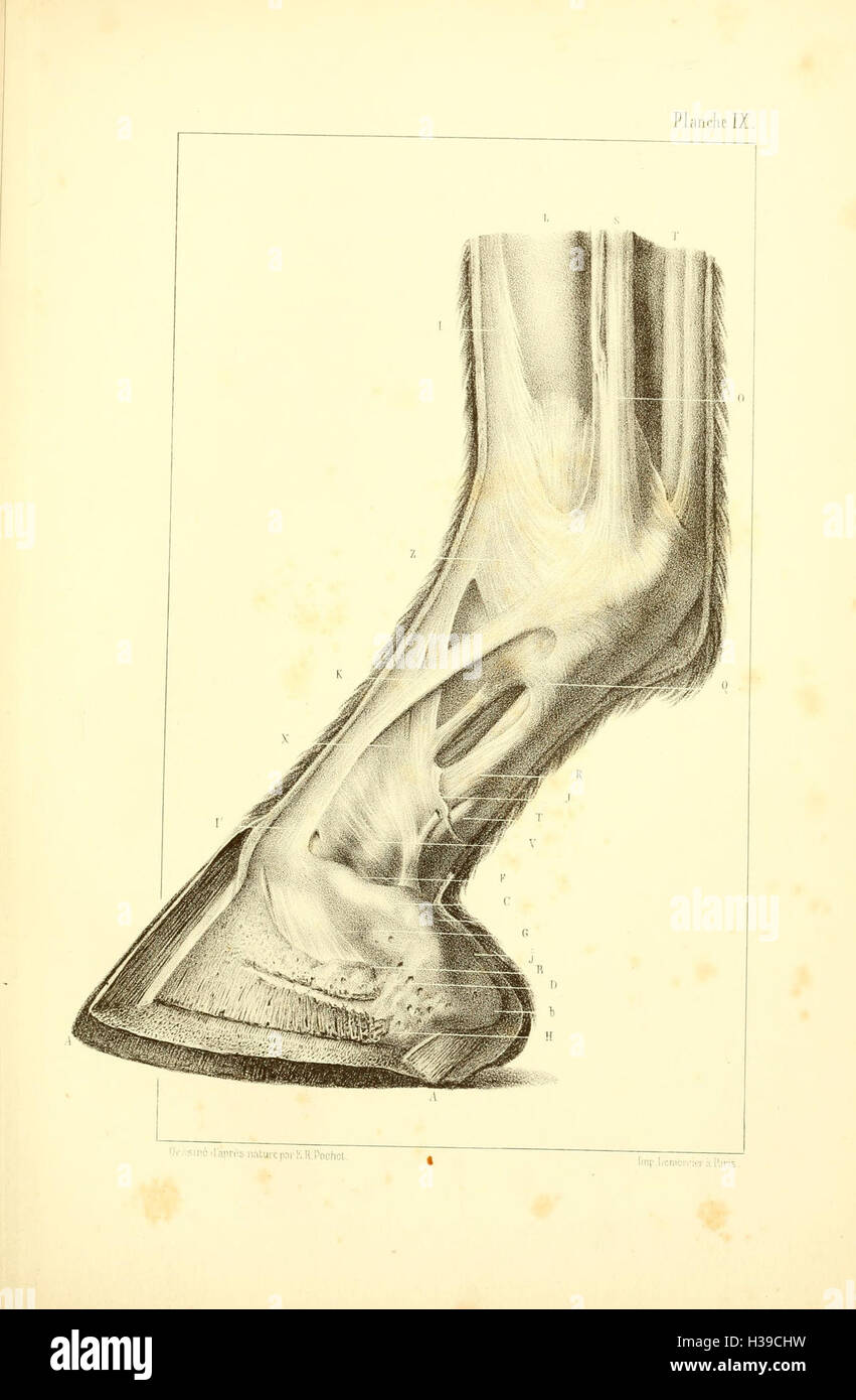 Pied de cheval hi-res stock photography and images - Alamy