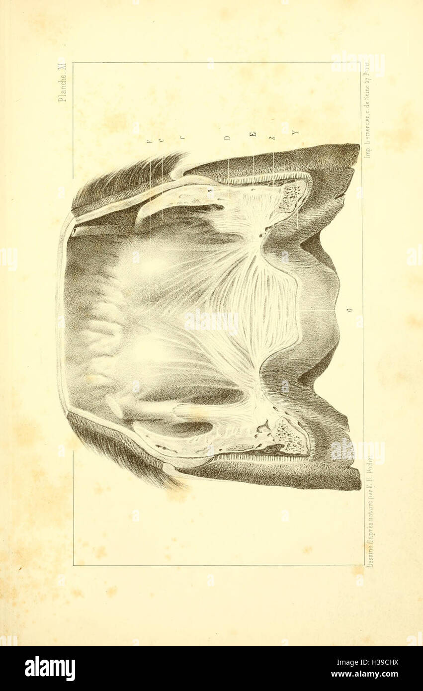 This work explores the anatomical structure of the horse's hoof ...