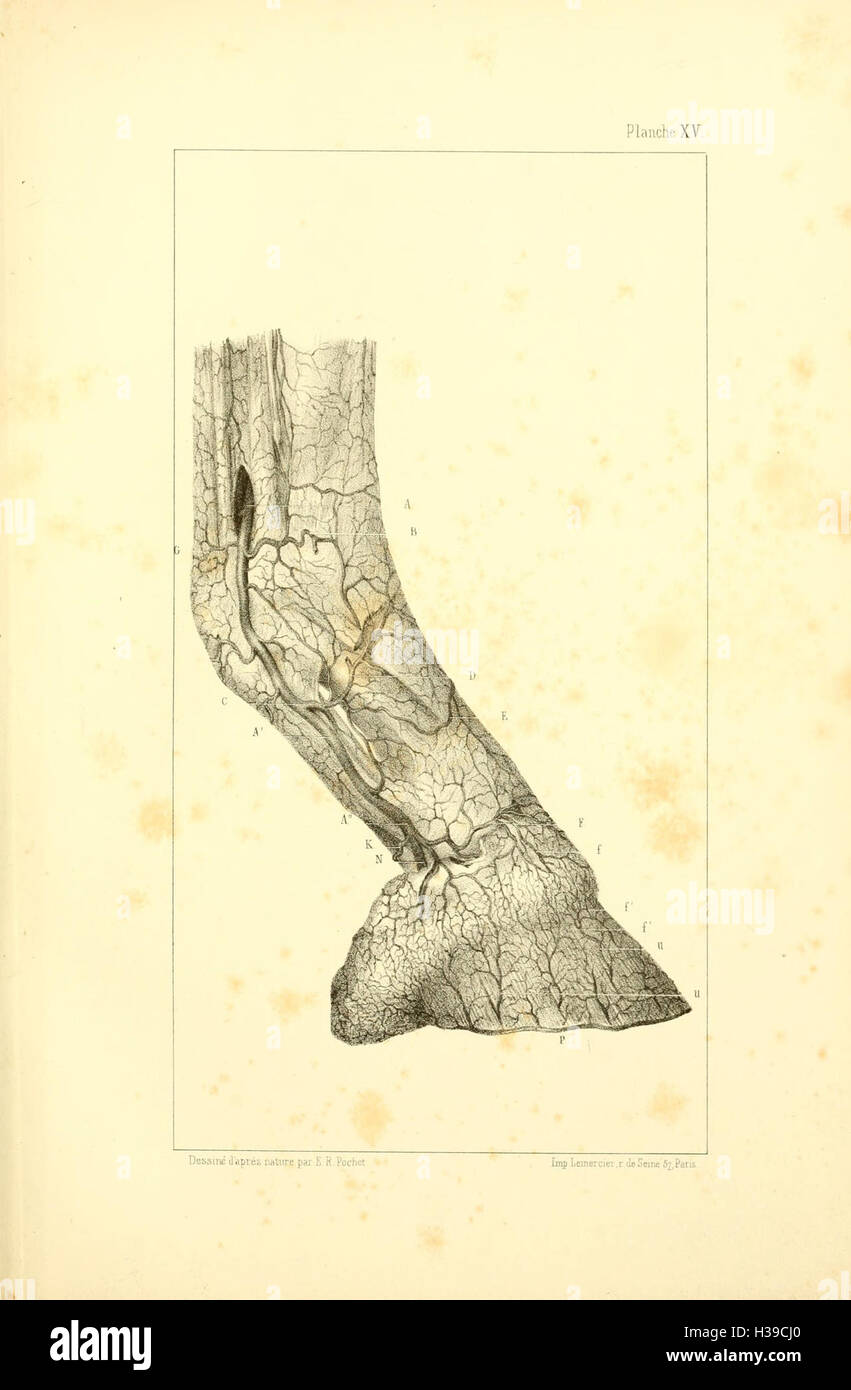 This work focuses on the structure and function of the horse's hoof ...
