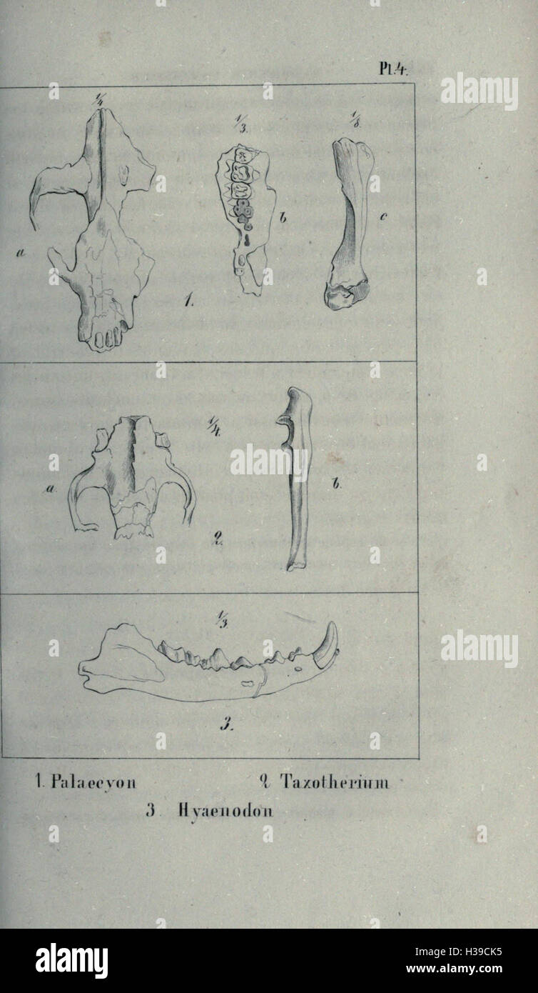 This French text provides an elementary introduction to paleontology ...