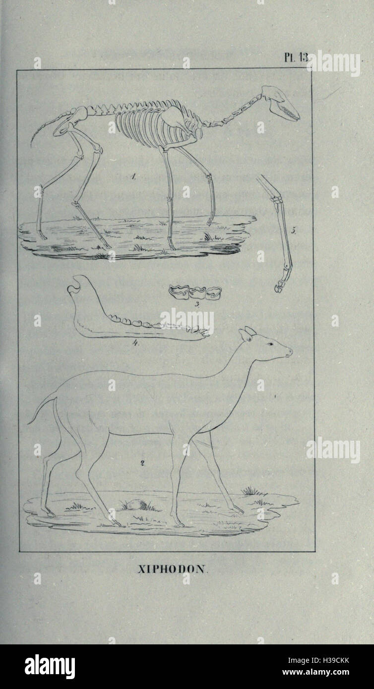 This French text serves as an elementary introduction to paleontology ...