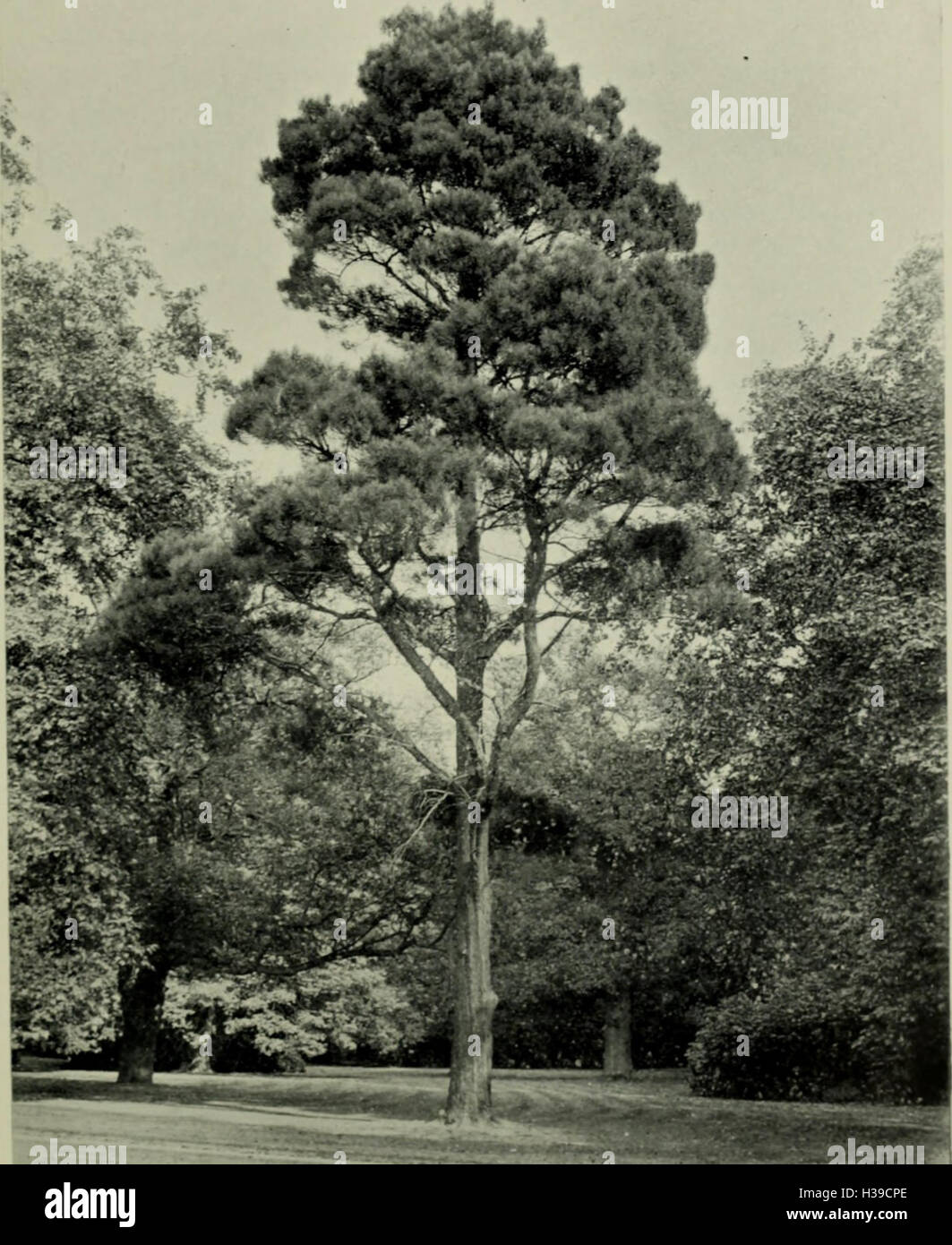 This work offers a comprehensive guide to trees and shrubs that thrive ...
