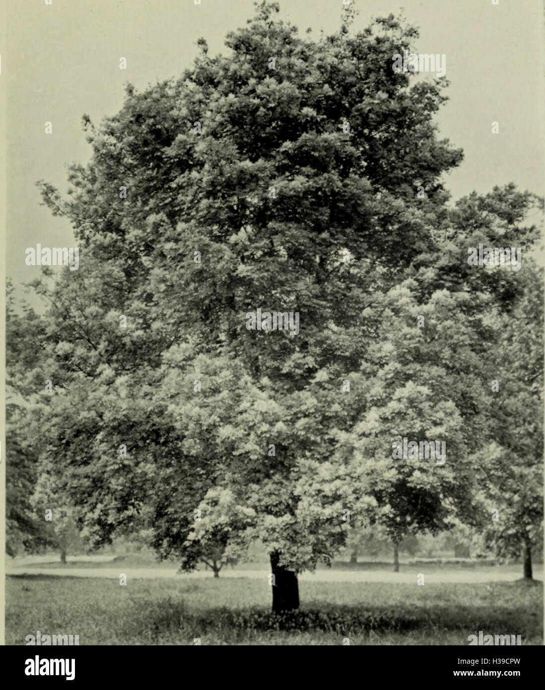 This work lists various trees and shrubs that are hardy in the British ...