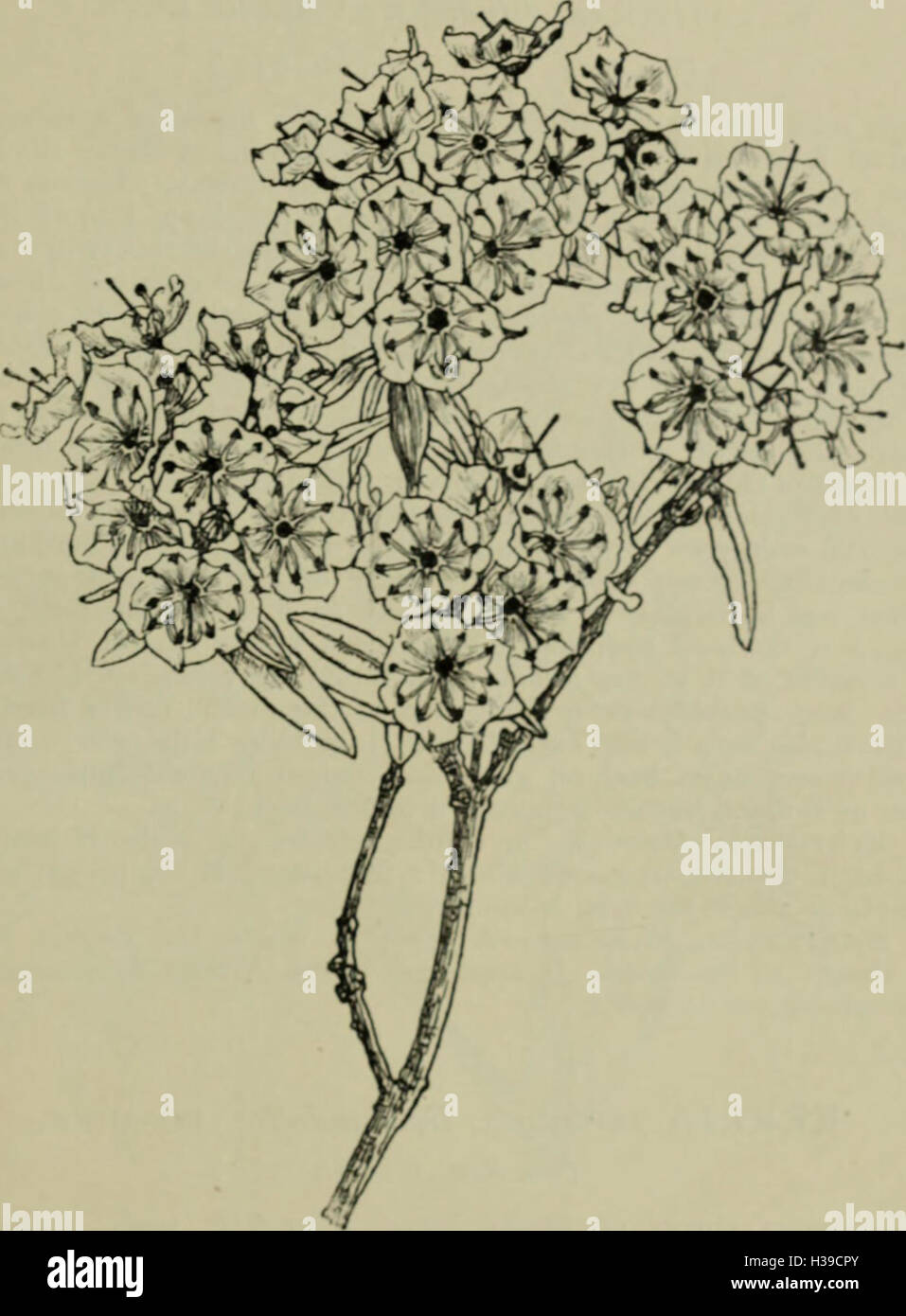 A guide to the hardy trees and shrubs that thrive in the British Isles ...