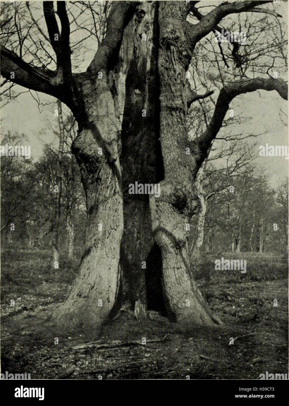This book discusses the symbolic and cultural significance of trees in ...