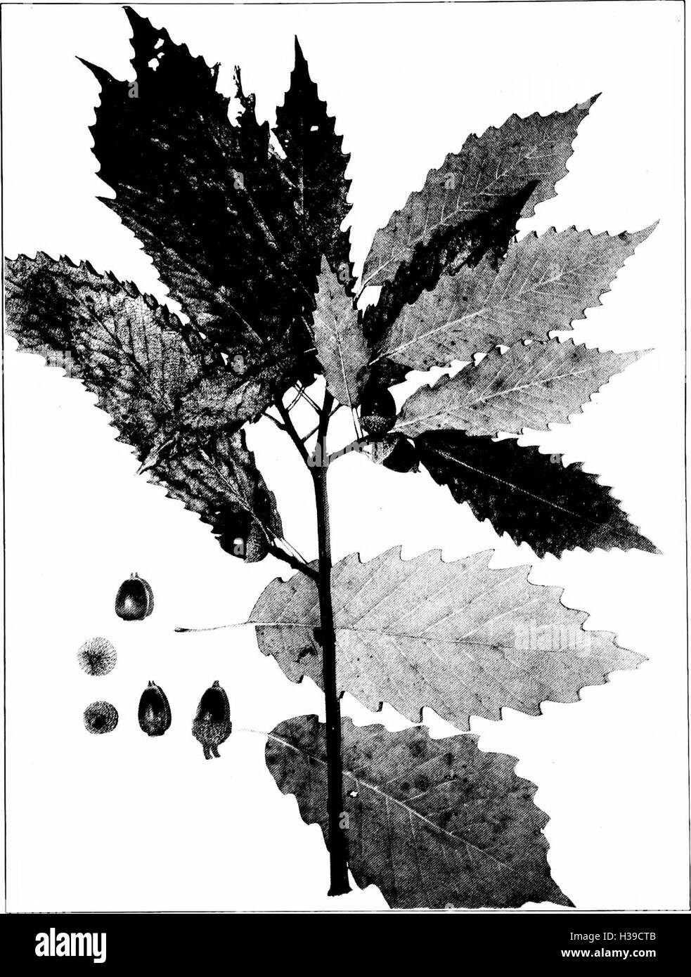 A comprehensive guide to the tree species of Indiana, showcasing native ...