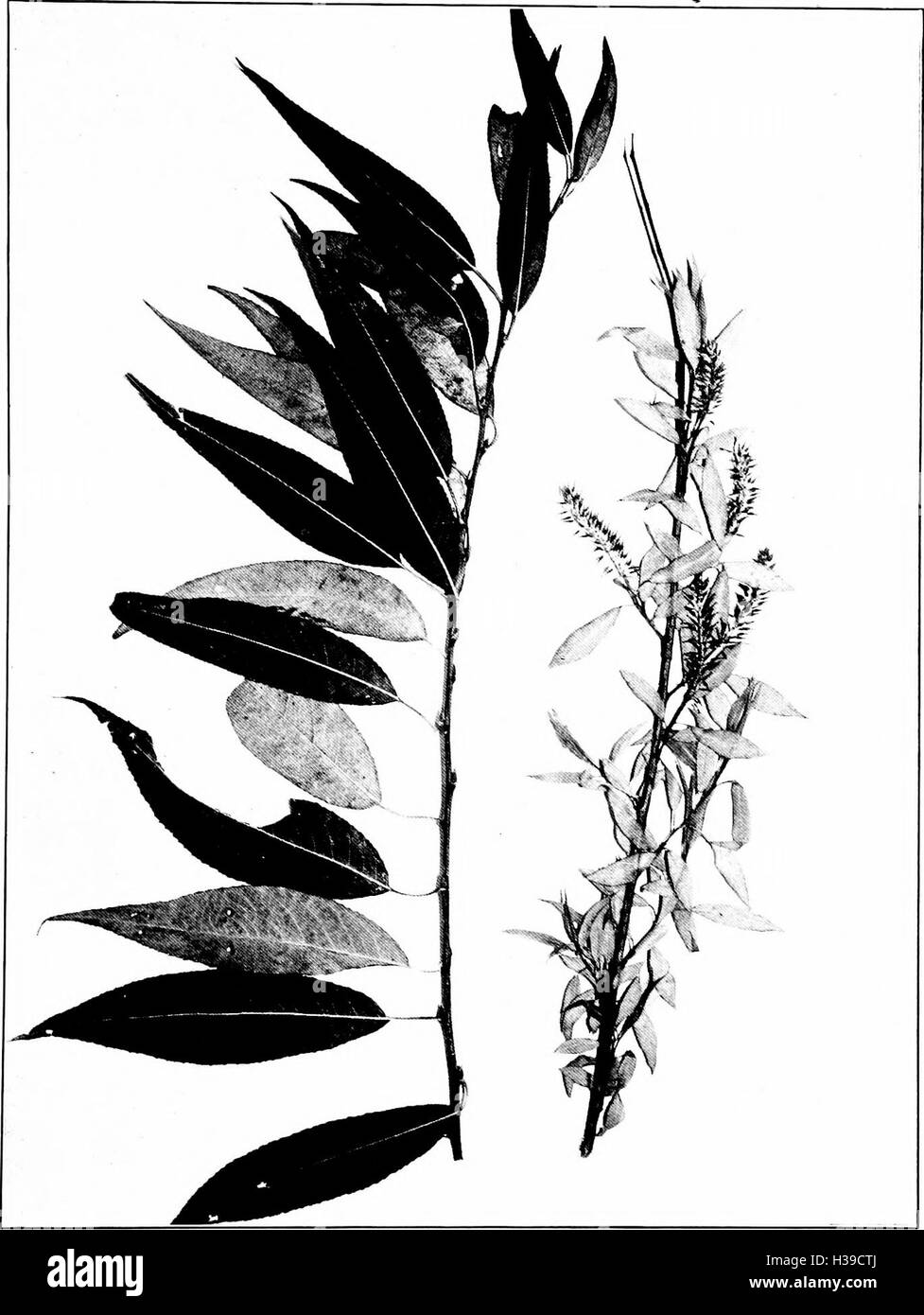 This text provides a comprehensive guide to the tree species found in ...