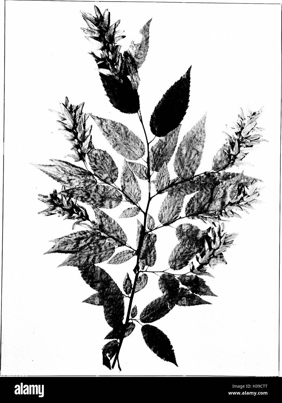 Diverse tree species Black and White Stock Photos & Images - Alamy