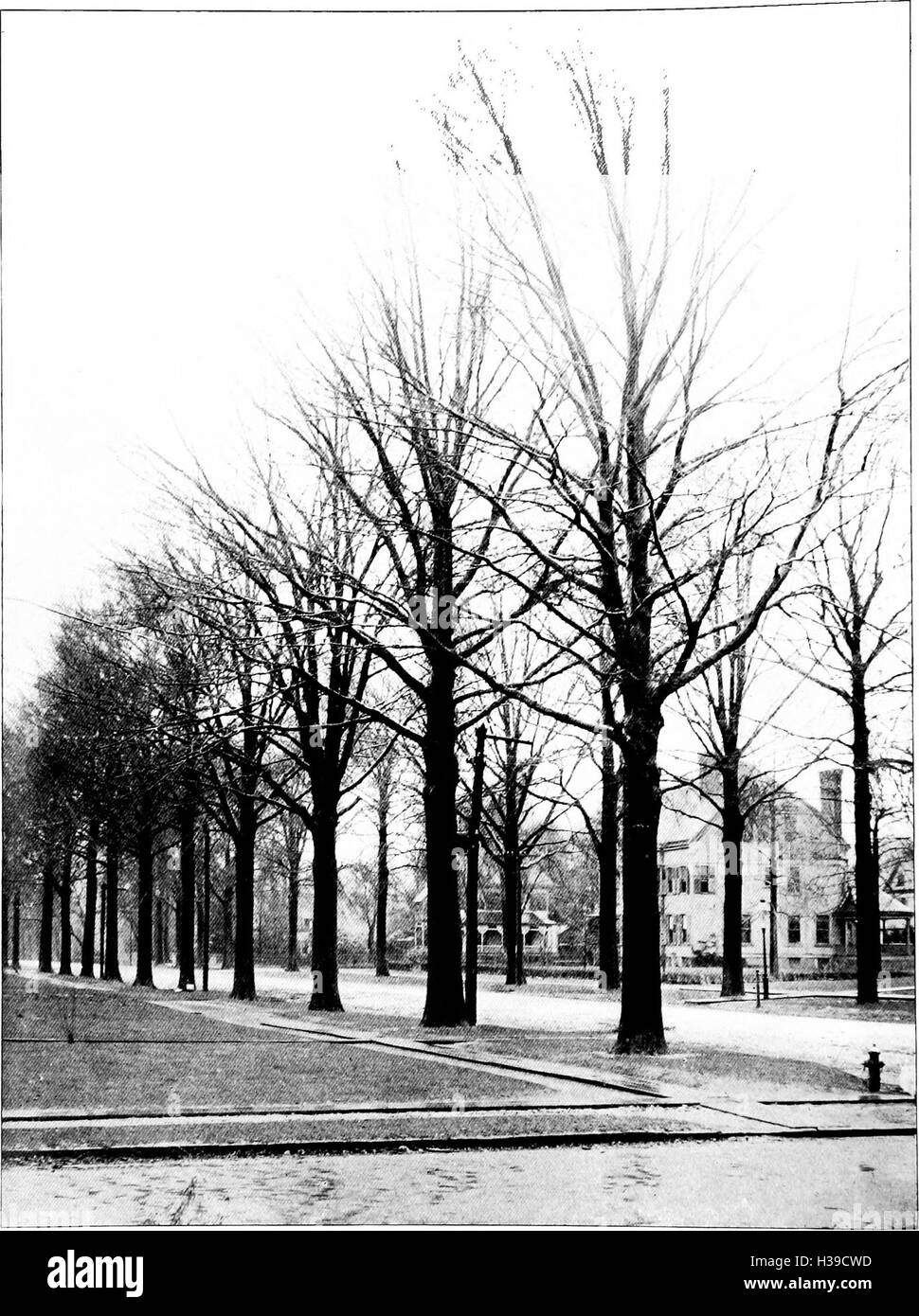 A guide to the practices and methods of tree planting along streets and ...