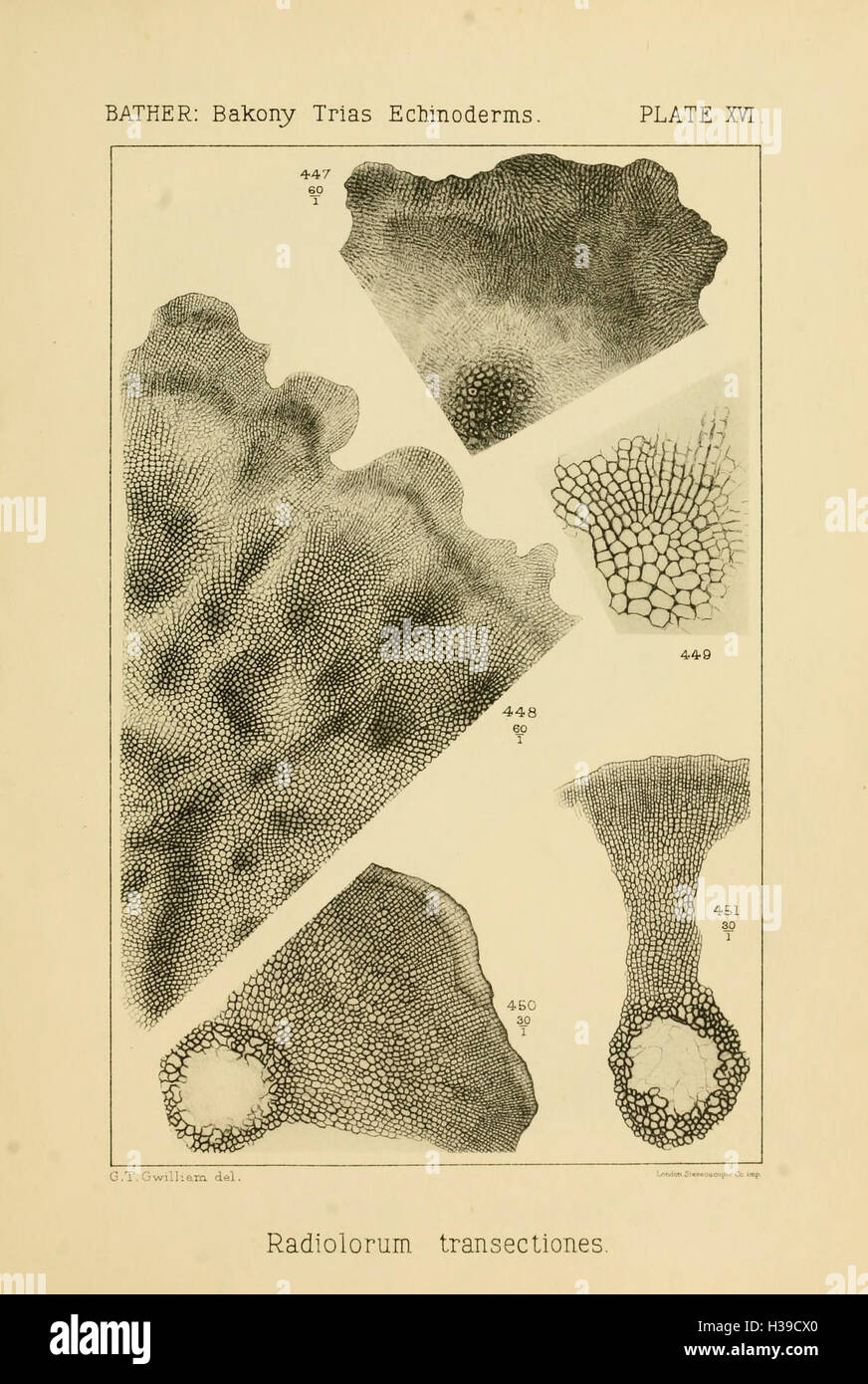 This study focuses on Triassic echinoderms from the Bakony region ...