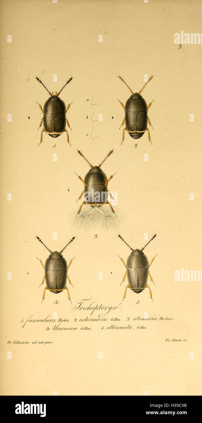 This work focuses on the study of Trichopterygia, an extinct genus of ...