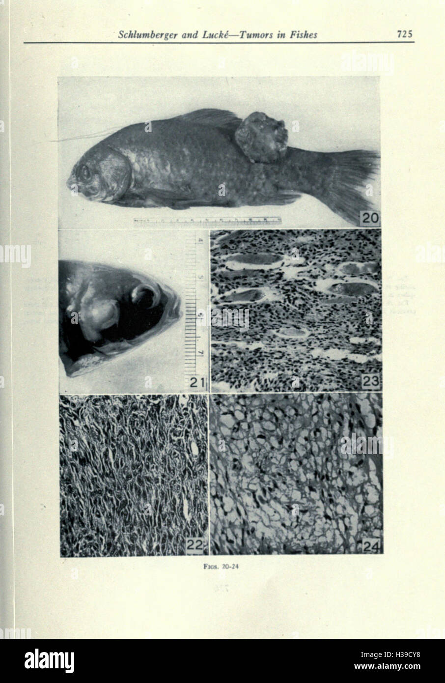 This study examines tumors in fish, amphibians, and reptiles, exploring ...