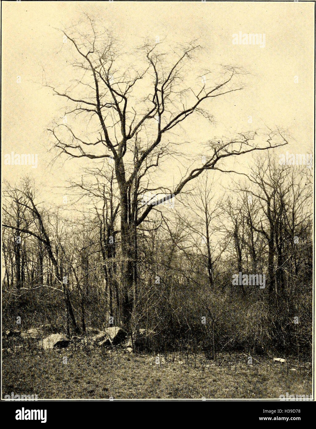 Legacy book hi-res stock photography and images - Alamy