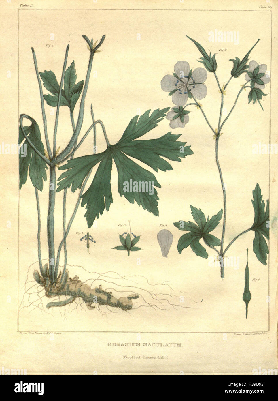 Vegetable materia medica hi-res stock photography and images - Alamy
