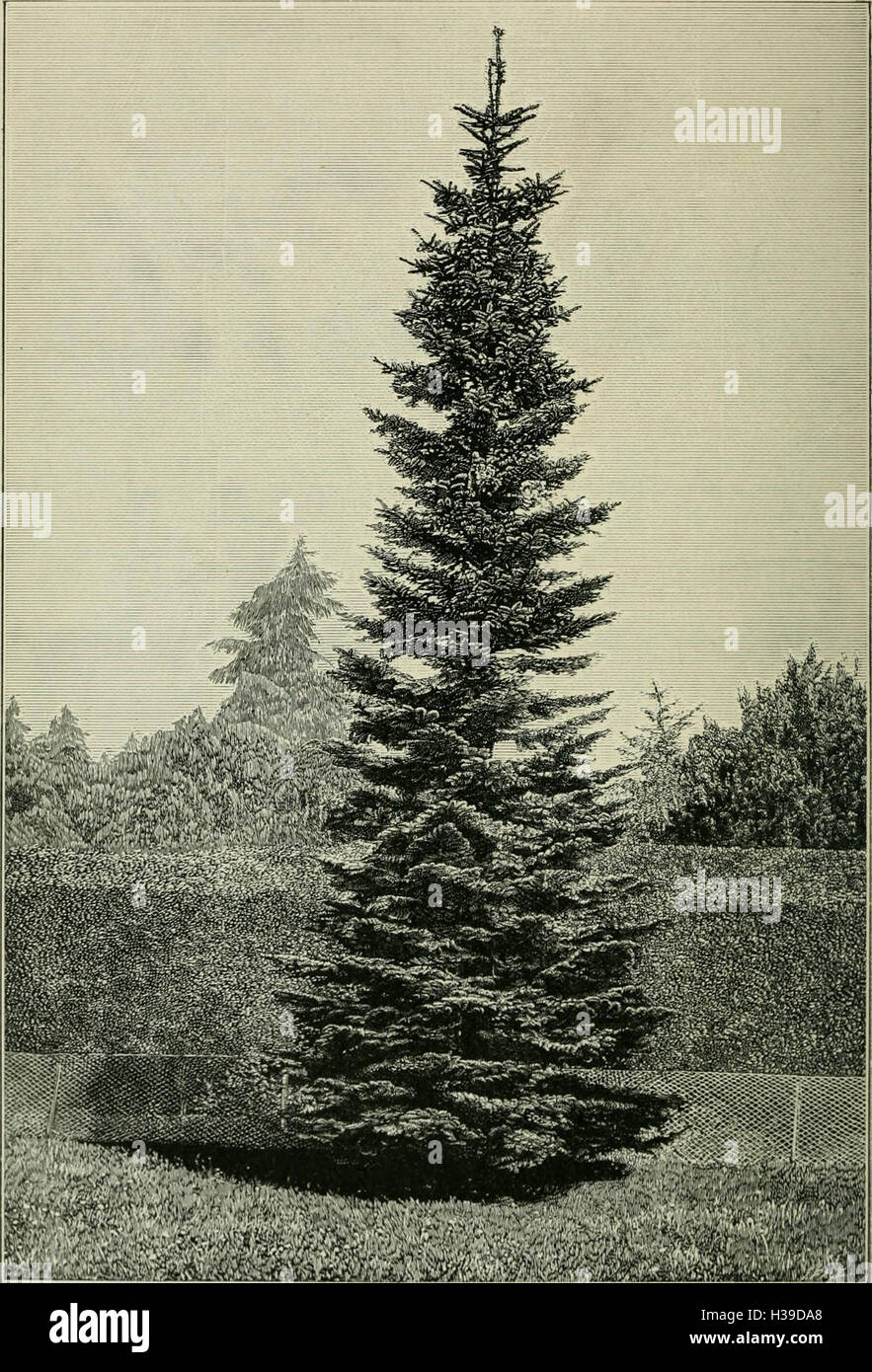 A comprehensive manual of conifer species, reviewing their botanical ...