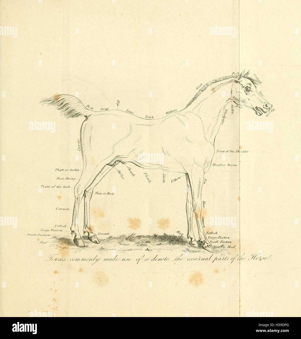 New approach horse hi-res stock photography and images - Alamy