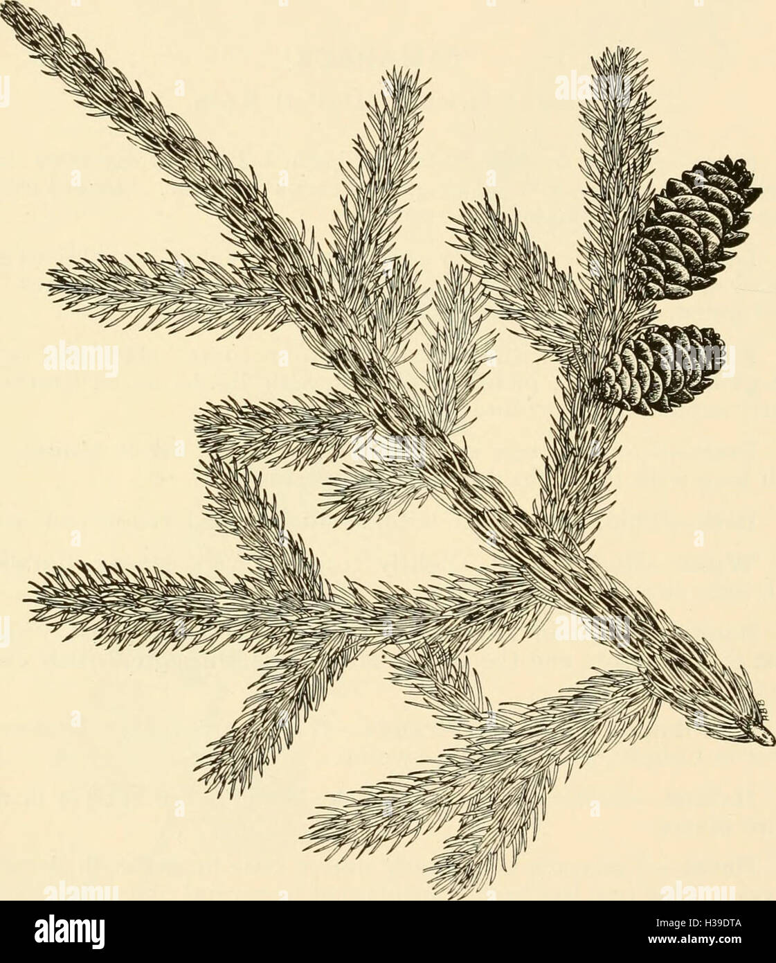 'West Virginia Trees' (1920) provides a detailed catalog of tree ...