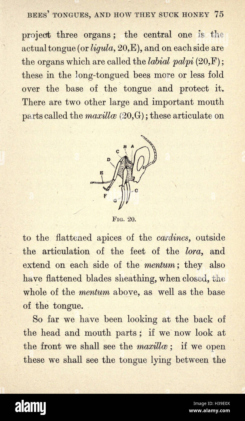 This text explores wild bees, wasps, ants, and other stinging insects ...
