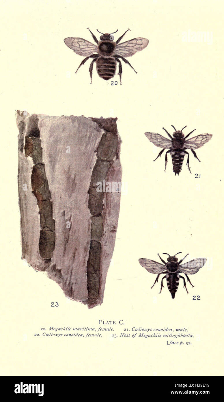 This work provides detailed descriptions of wild bees, wasps, ants, and ...