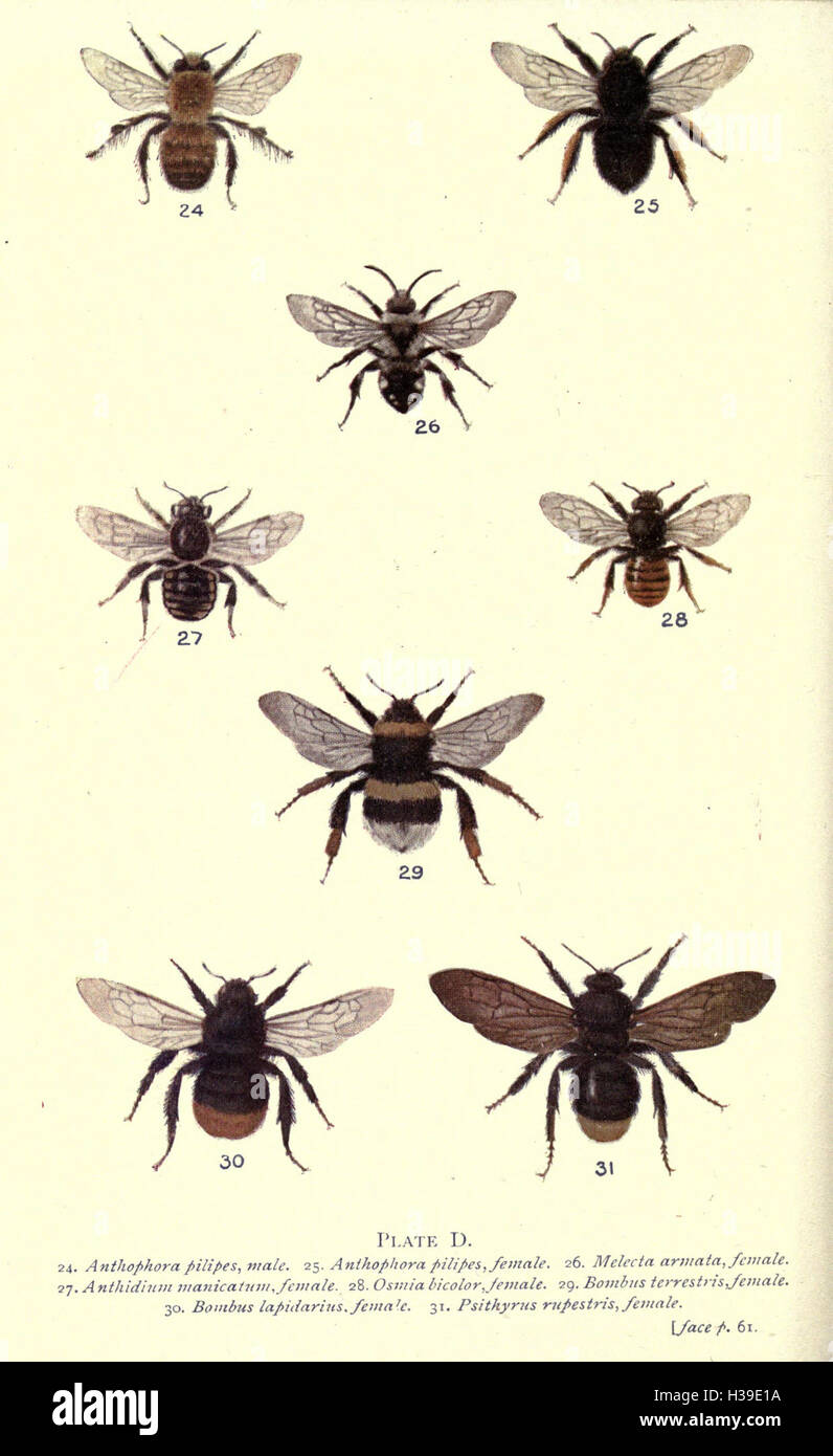 Wild bees, wasps and ants and other stinging insects BHL215 Stock Photo ...