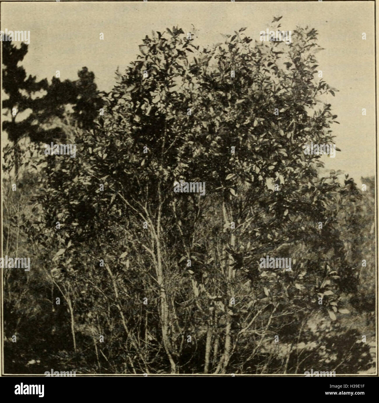 Wild volatile-oil plants and their economic importance (1912) (1478223 ...