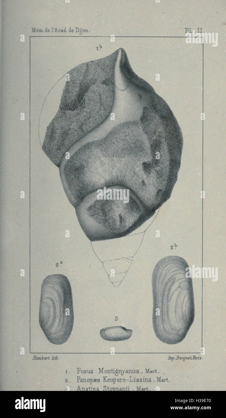 Avicula High Resolution Stock Photography and Images - Alamy
