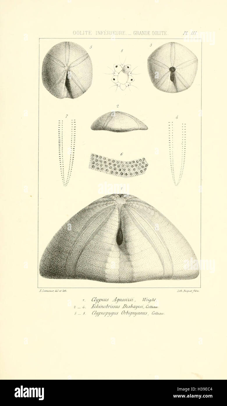 This work examines the echinoid species from the Sarthe department ...