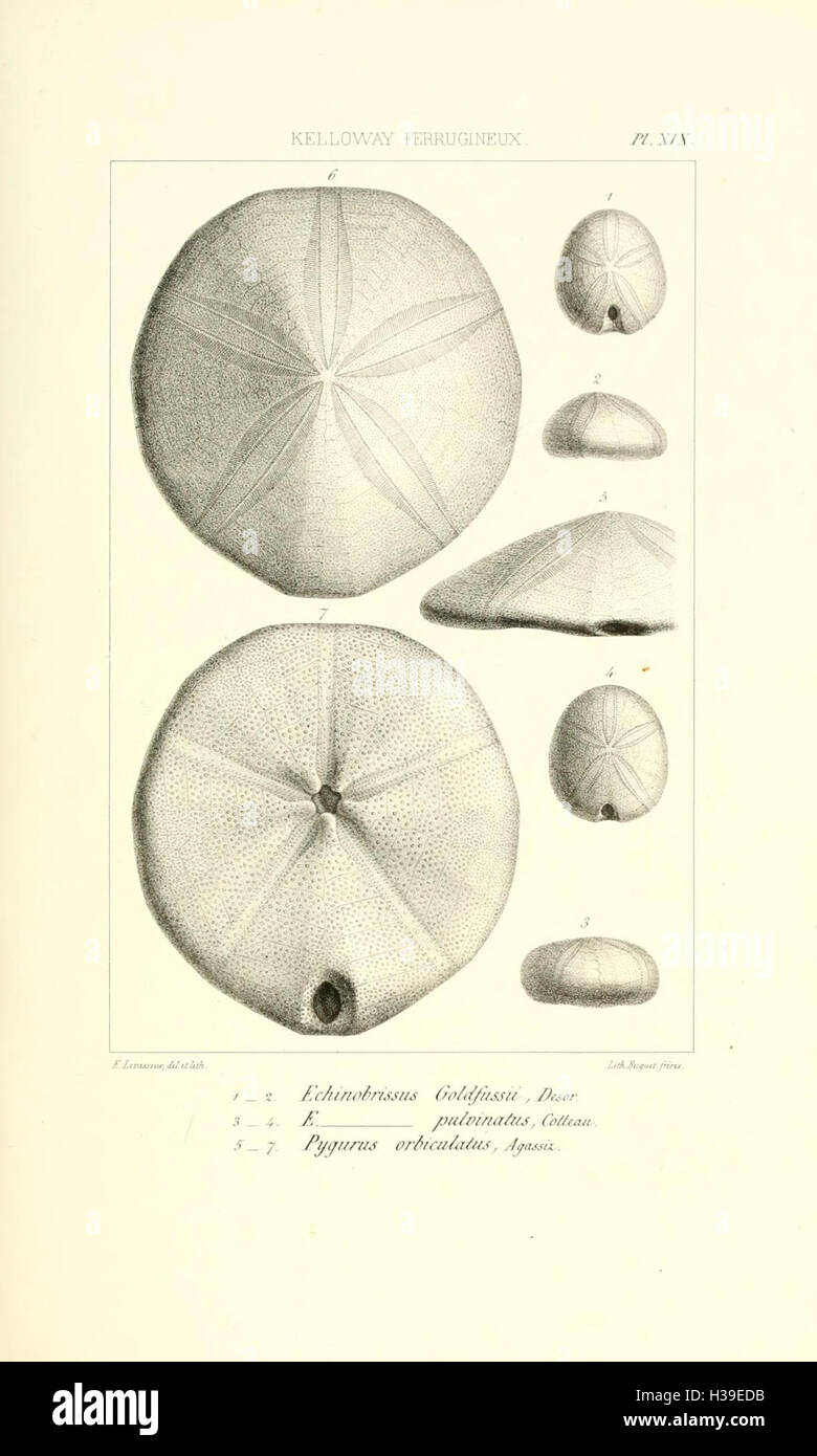 A zoological and stratigraphic study of echinoderms from the Sarthe ...