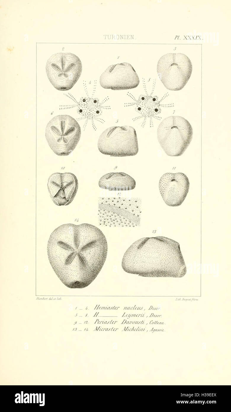 A zoological and stratigraphic study of echinids (sea urchins) from the ...