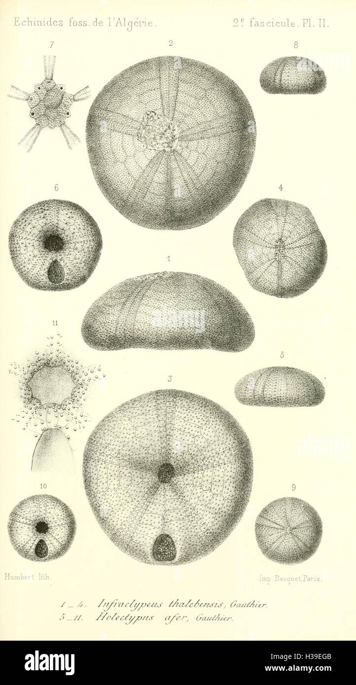 This French text features fossilized echinoderms from Algeria ...