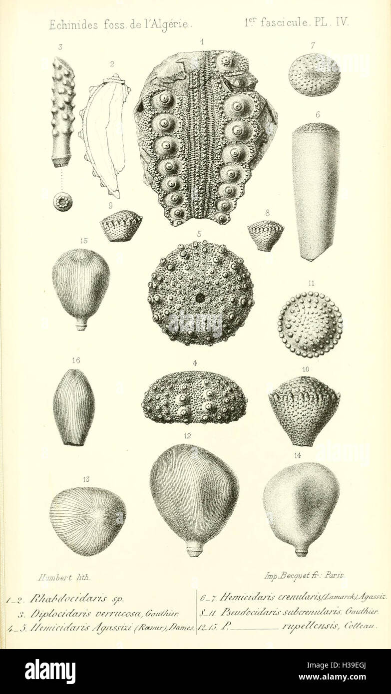 Echinoids hi-res stock photography and images - Alamy