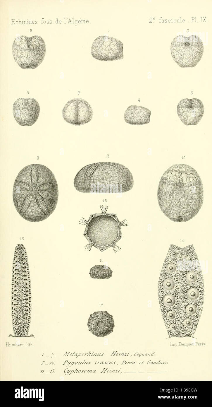 This work presents fossil echinoids from Algeria, contributing to the ...