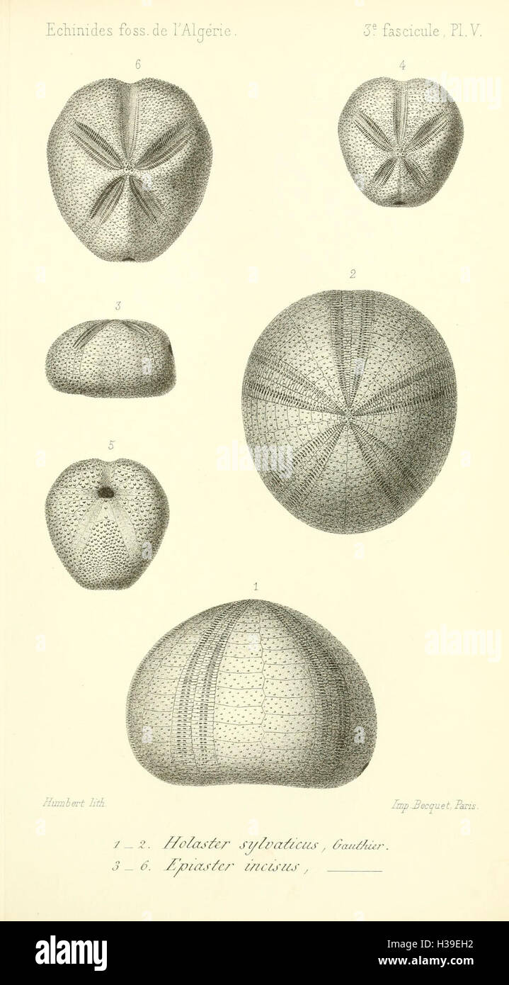 A study of fossil echinoderms found in Algeria, focusing on their ...