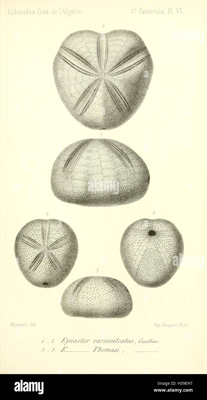 This study explores fossil echinoids from Algeria, focusing on their ...