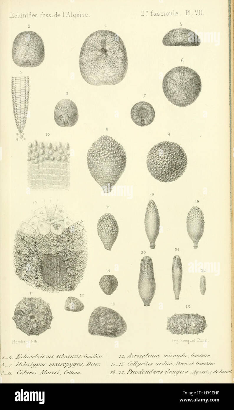 A study of fossil echinoderms from Algeria, focusing on the ...