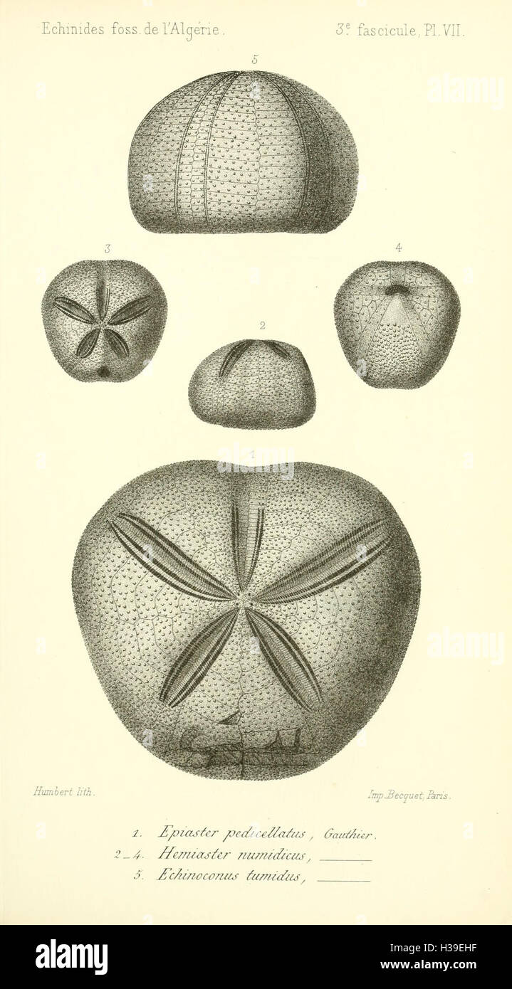 A study of the fossil echinoderms from Algeria, detailing species ...