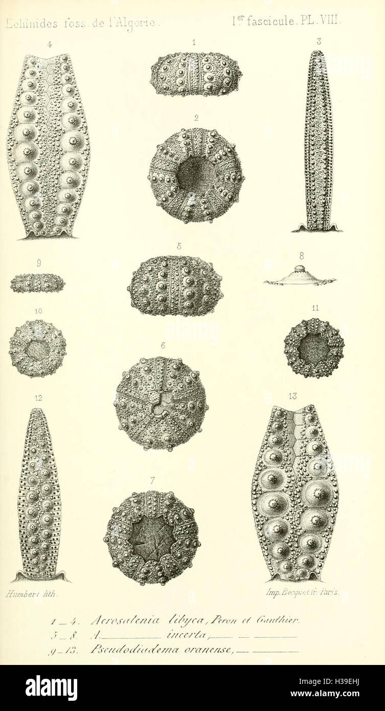 This work provides a detailed study of fossil echinoids from Algeria ...