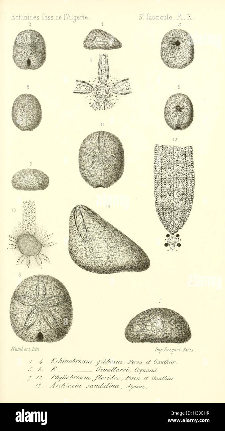 Various echinoid fossils hi-res stock photography and images - Alamy