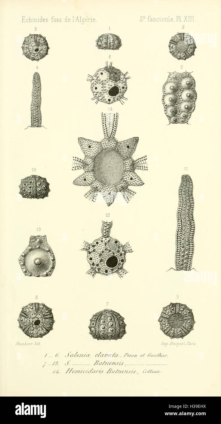 This text provides an analysis of the fossil echinoids from Algeria ...