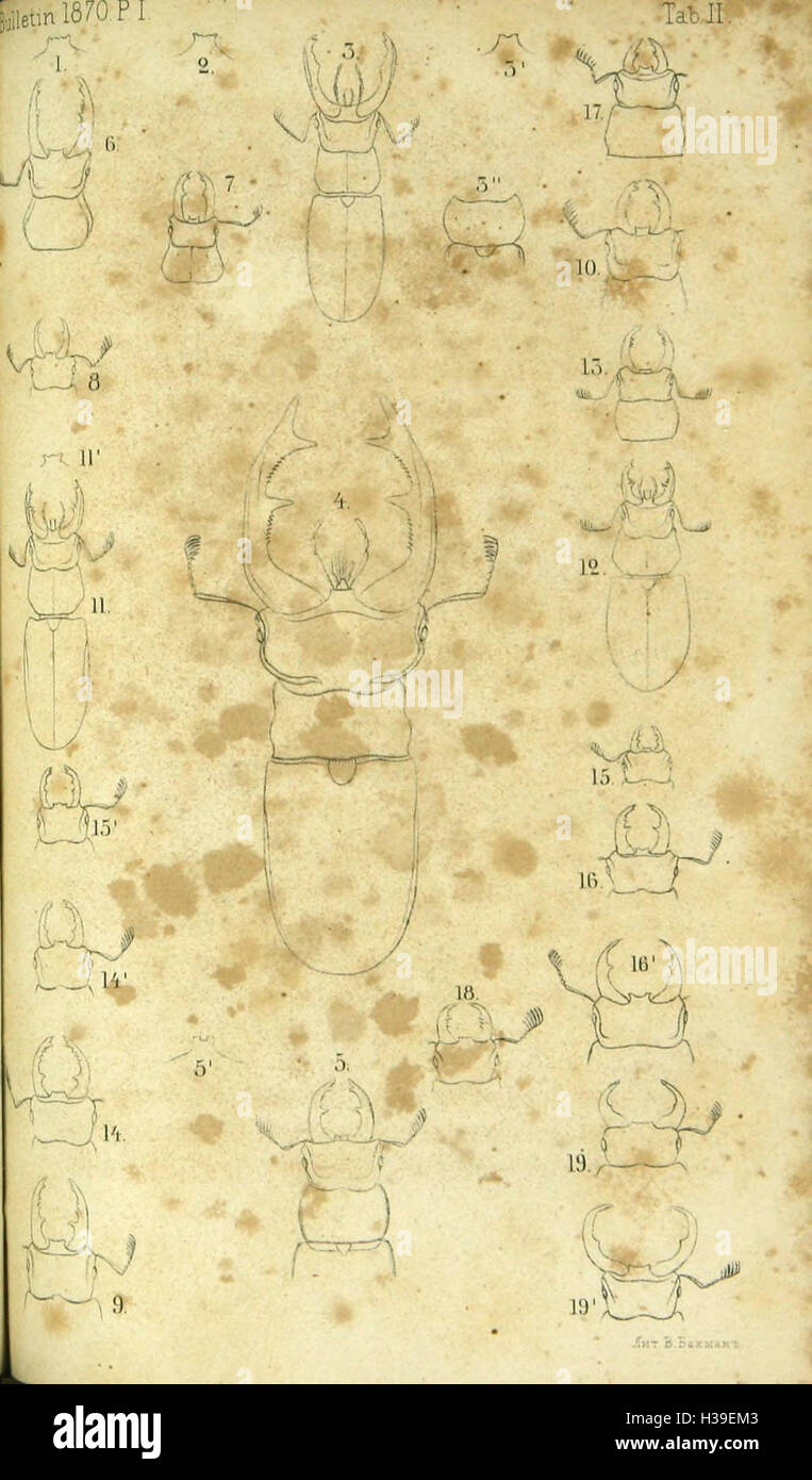 This French work details newly discovered beetle species collected ...