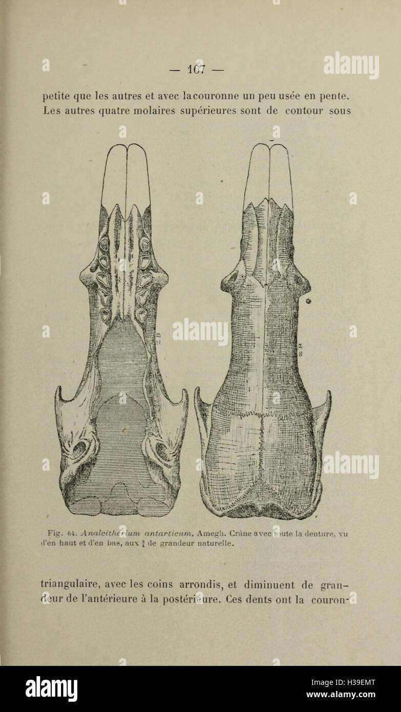 This text presents a detailed list of fossil mammal species from the ...