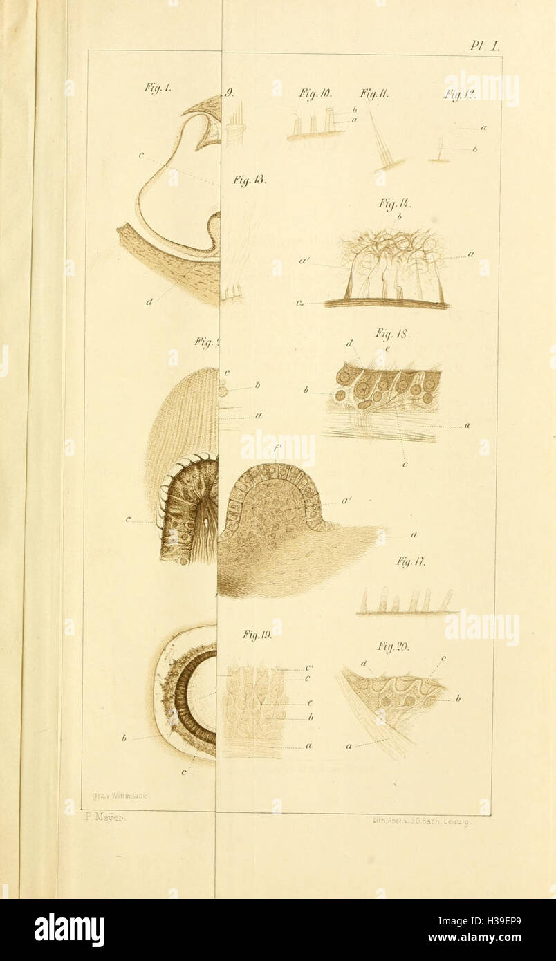 This page presents histological studies of the membranous labyrinth and ...