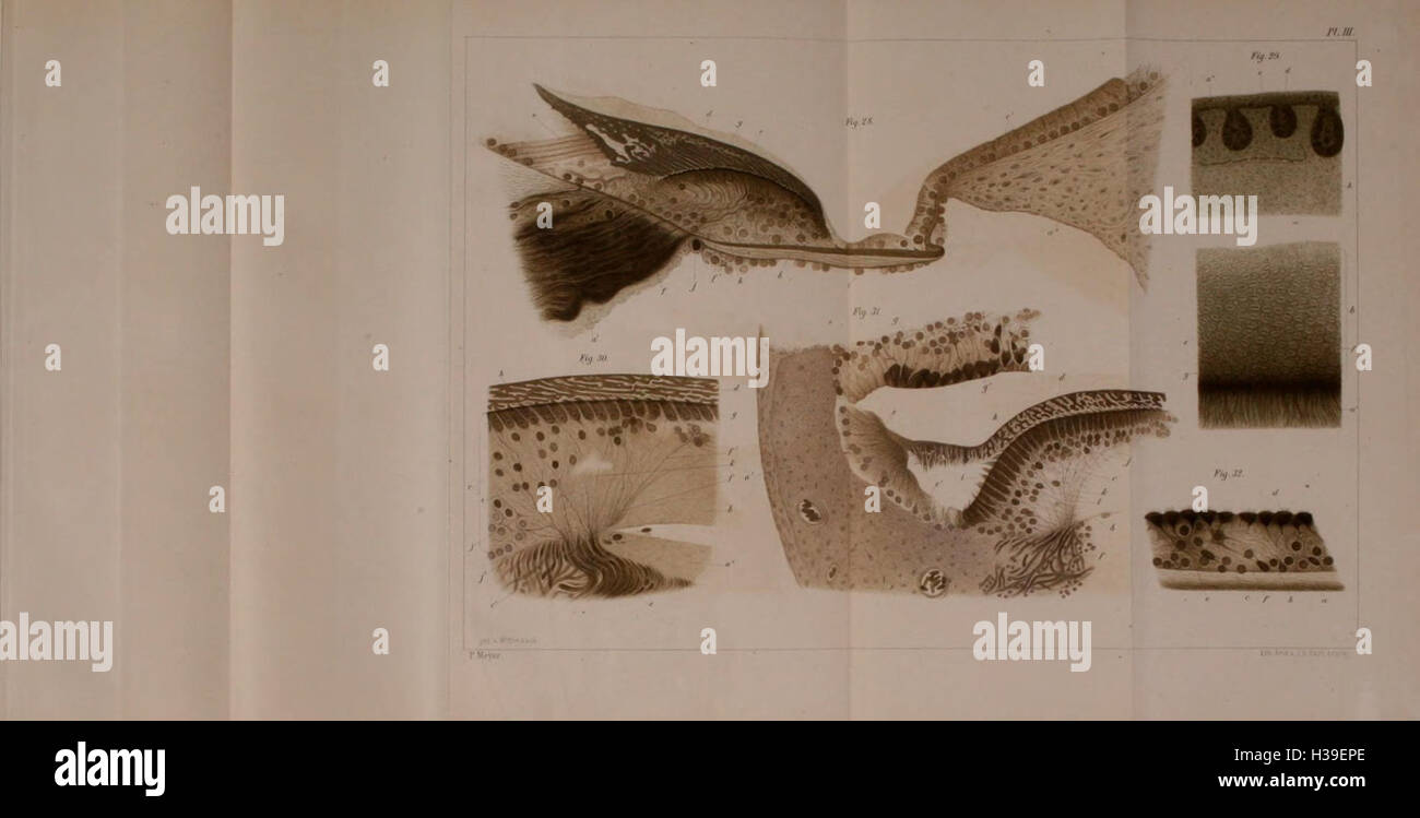 This scientific study investigates the histology of the membranous ...