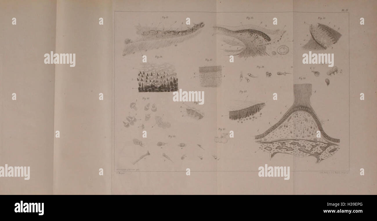 This study focuses on the histological examination of the membranous ...