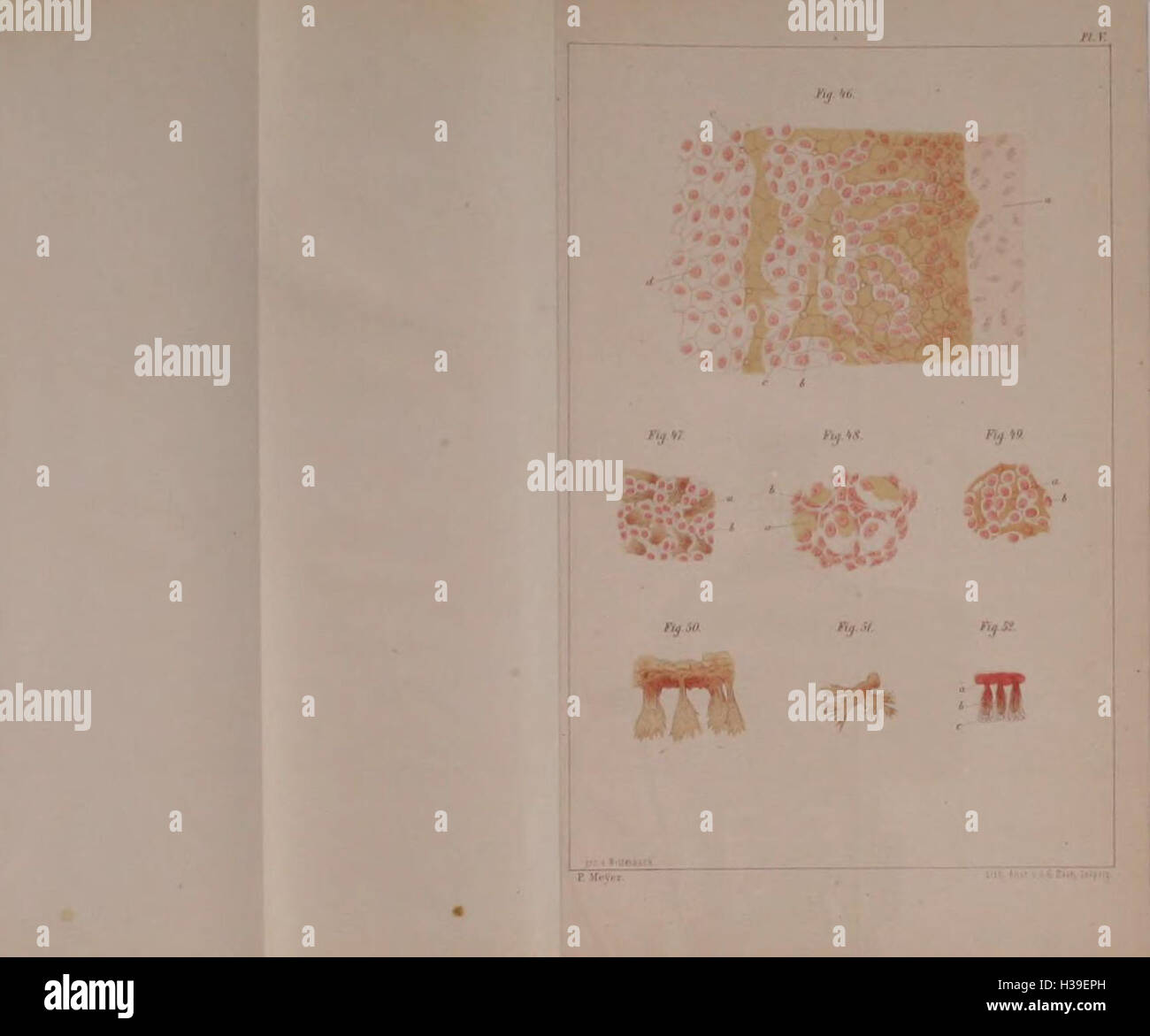 This French study investigates the histological structure of the ...