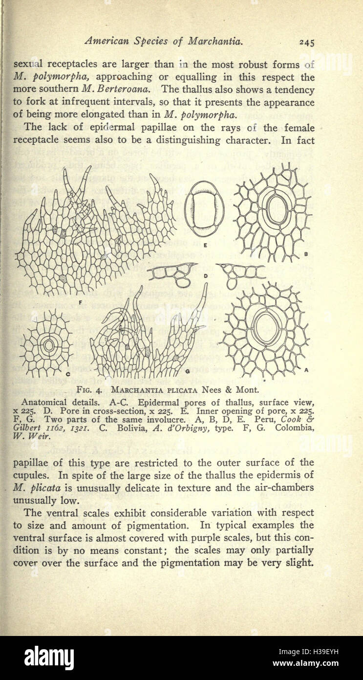 This work explores the rich history of ancient Peruvian art, examining ...